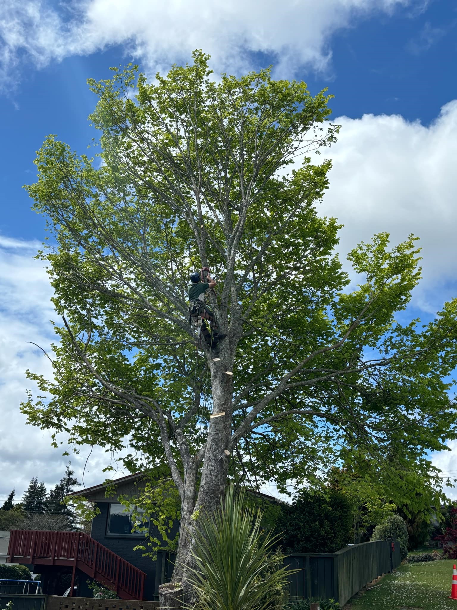 Treeman Tree Services - Arborist in Rotorua - Colin Douglas