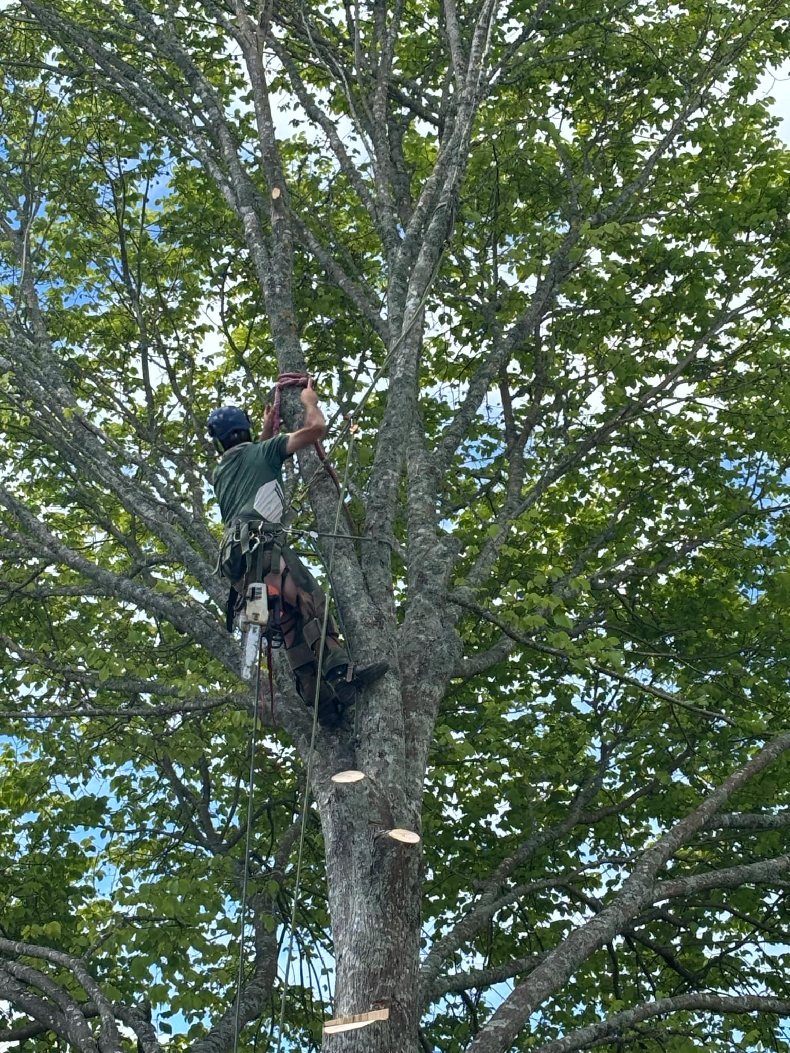 Treeman Tree Services - Arborist in Rotorua - Colin Douglas